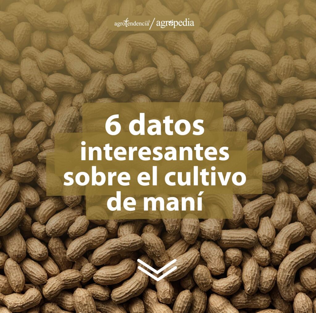 Cultivo de maní: Conoce su ciclo, plagas y enfermedades