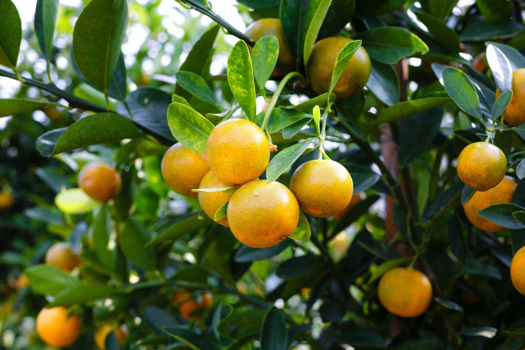 Cultivo De Naranja Conoce Su Proceso Ciclo Y Enfermedades