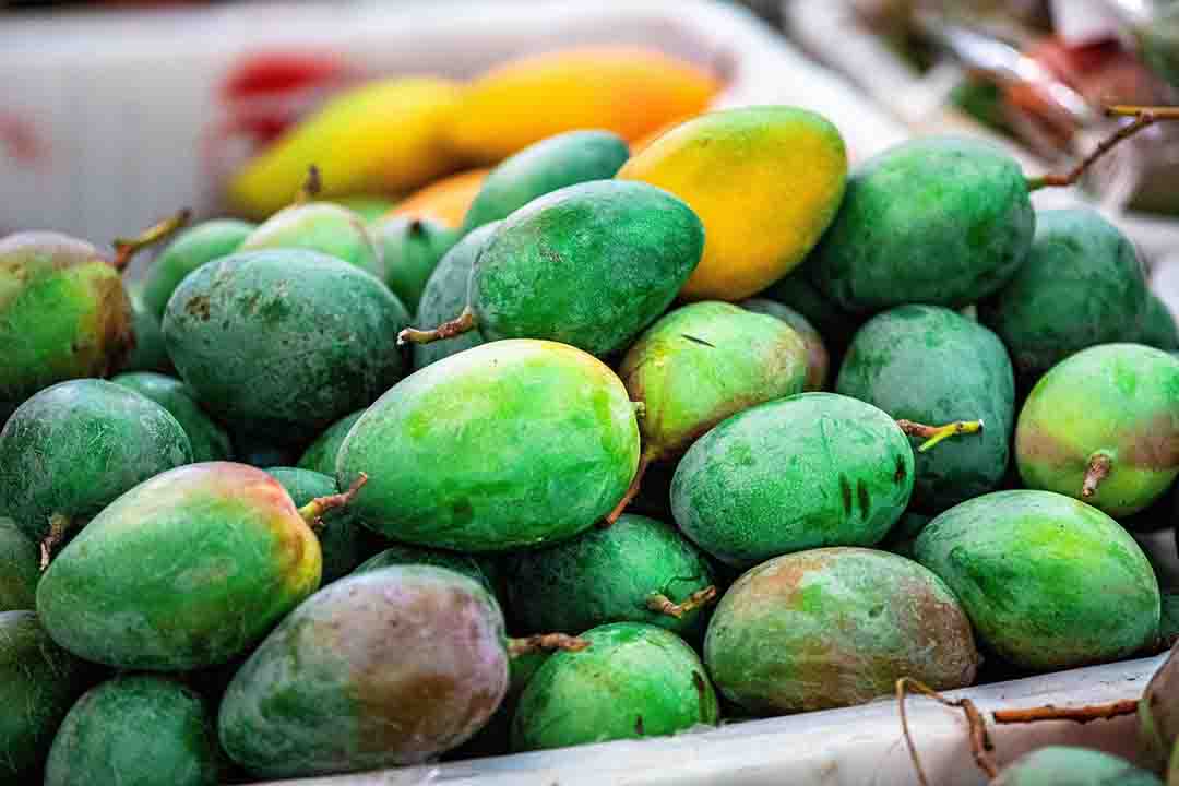 Cultivo de mango: conoce su proceso, manejo y cosecha